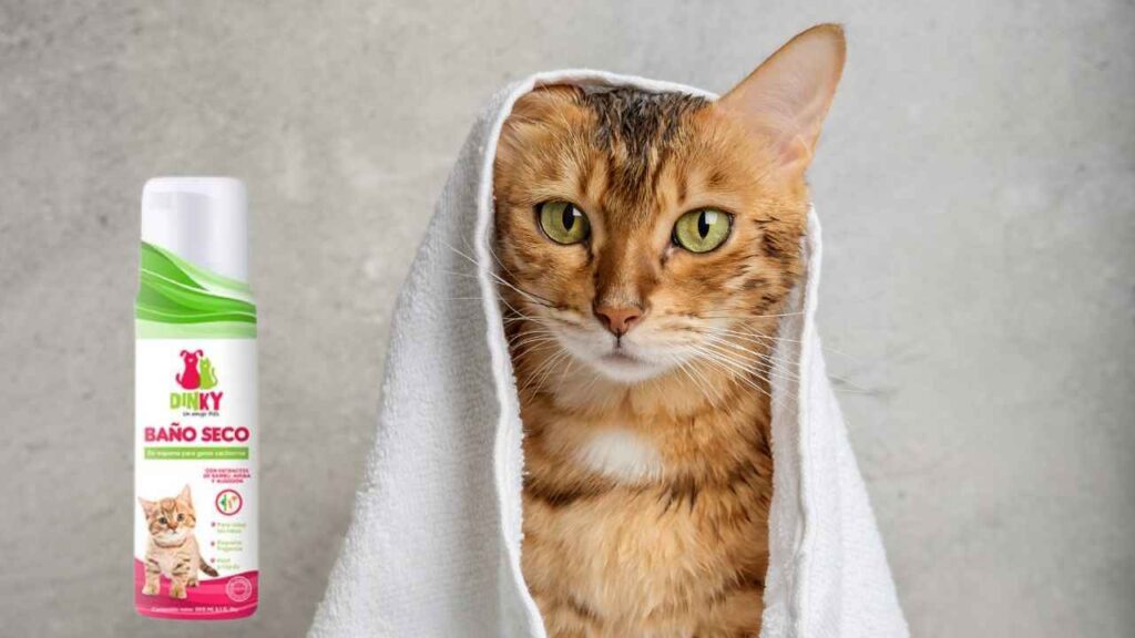 Cómo Bañar a un Gato con Shampoo Seco: Guía Completa - MichiGatitos