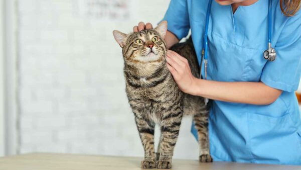 Cómo curar llagas en la boca de un gato - MichiGatitos
