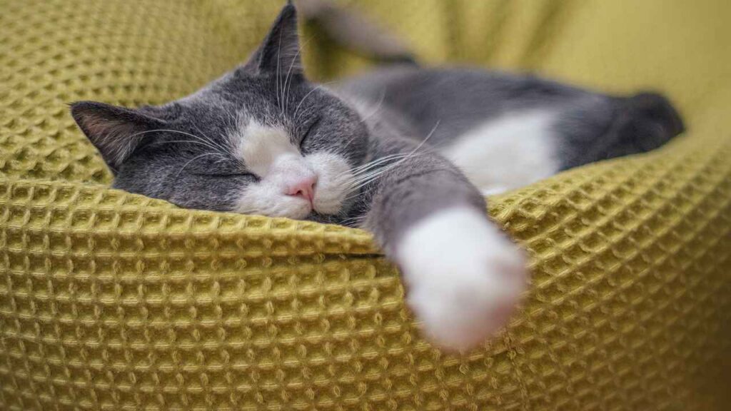 Gatos blanco y gris: Personalidad y características - MichiGatitos