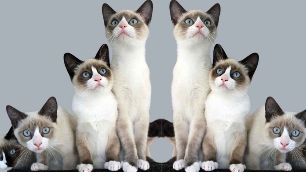 Gato con cola peluda y esponjosa - MichiGatitos