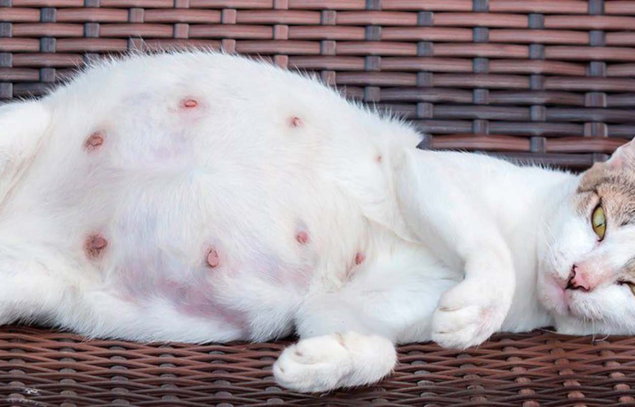 Los gatos machos poseen glándulas mamarias - MichiGatitos