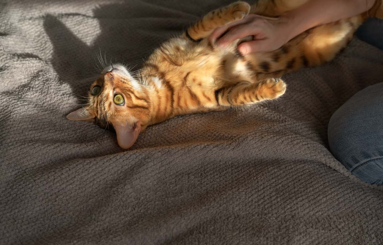 Los gatos machos poseen glándulas mamarias - MichiGatitos